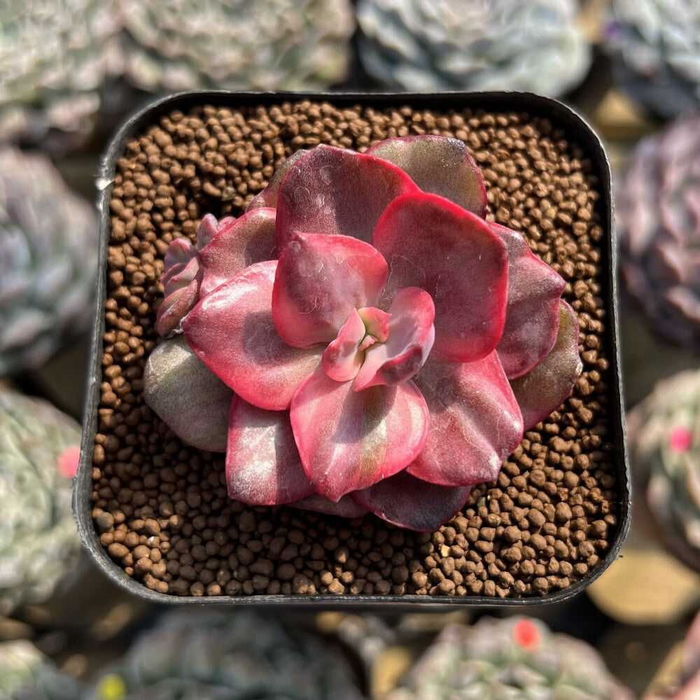 Echeveria 'Suyon' Variegated 1" Succulent Plant Cutting – True ...