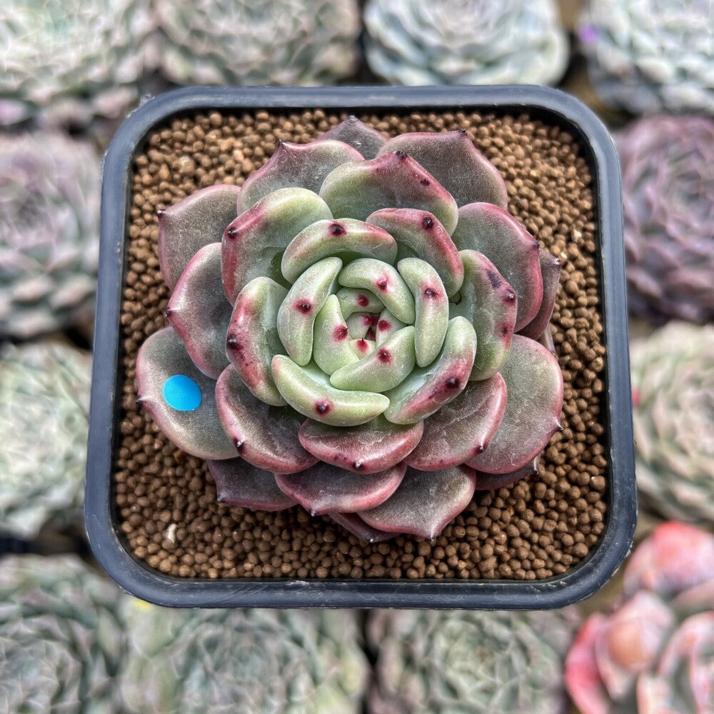 Echeveria 'Honey Bee' New Hybrid 2" Succulent Plant Cutting – True ...