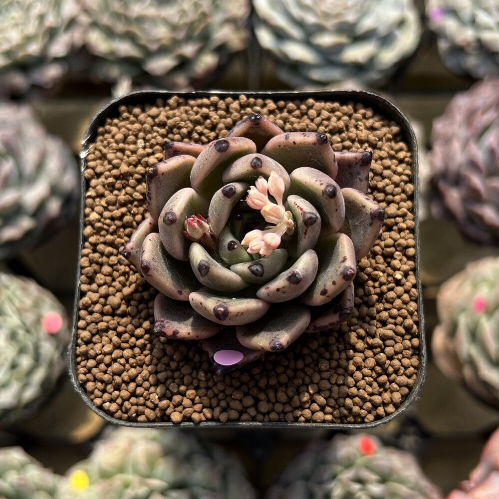 Echeveria 'Meshid' 2" Succulent Plant Cutting – True Succulents Plant Co.
