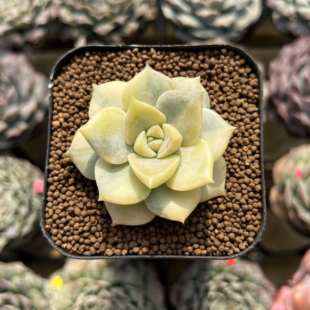 Echeveria 'Titubans' Variegated 1" (Different than Graptoveria Tituban ...