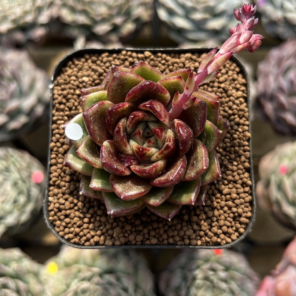 Echeveria 'Magic Coco' 2" Succulent Plant Cutting – True Succulents ...