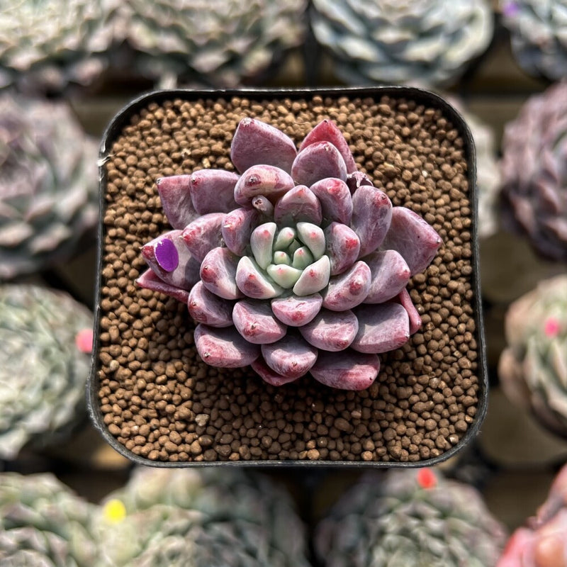 Echeveria 'Red Leopard' 2" Succulent Plant Cutting – True Succulents ...