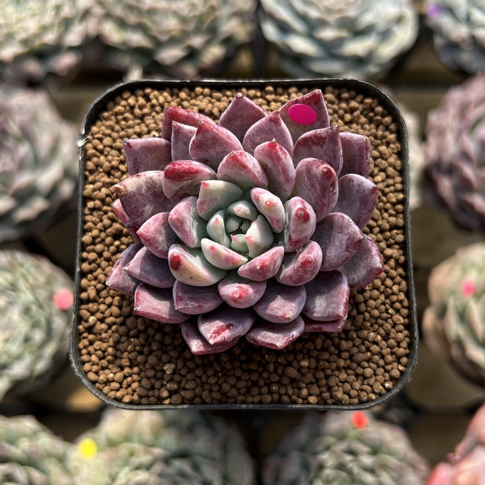 Echeveria 'Red Leopard' 2" Succulent Plant Cutting – True Succulents ...