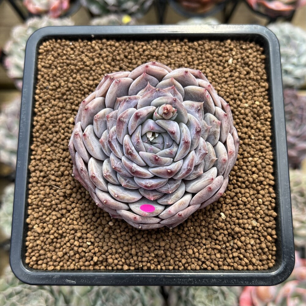 Echeveria 'Albi Fatima' 2"-3" Succulent Plant Cutting – True Succulents ...