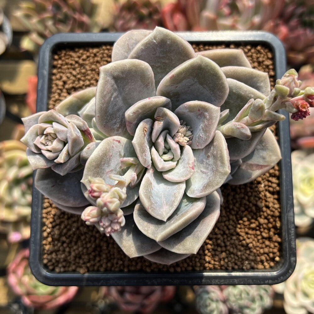 Echeveria 'Lovely Rose' Mutated 3" Succulent Plant Cutting – True ...