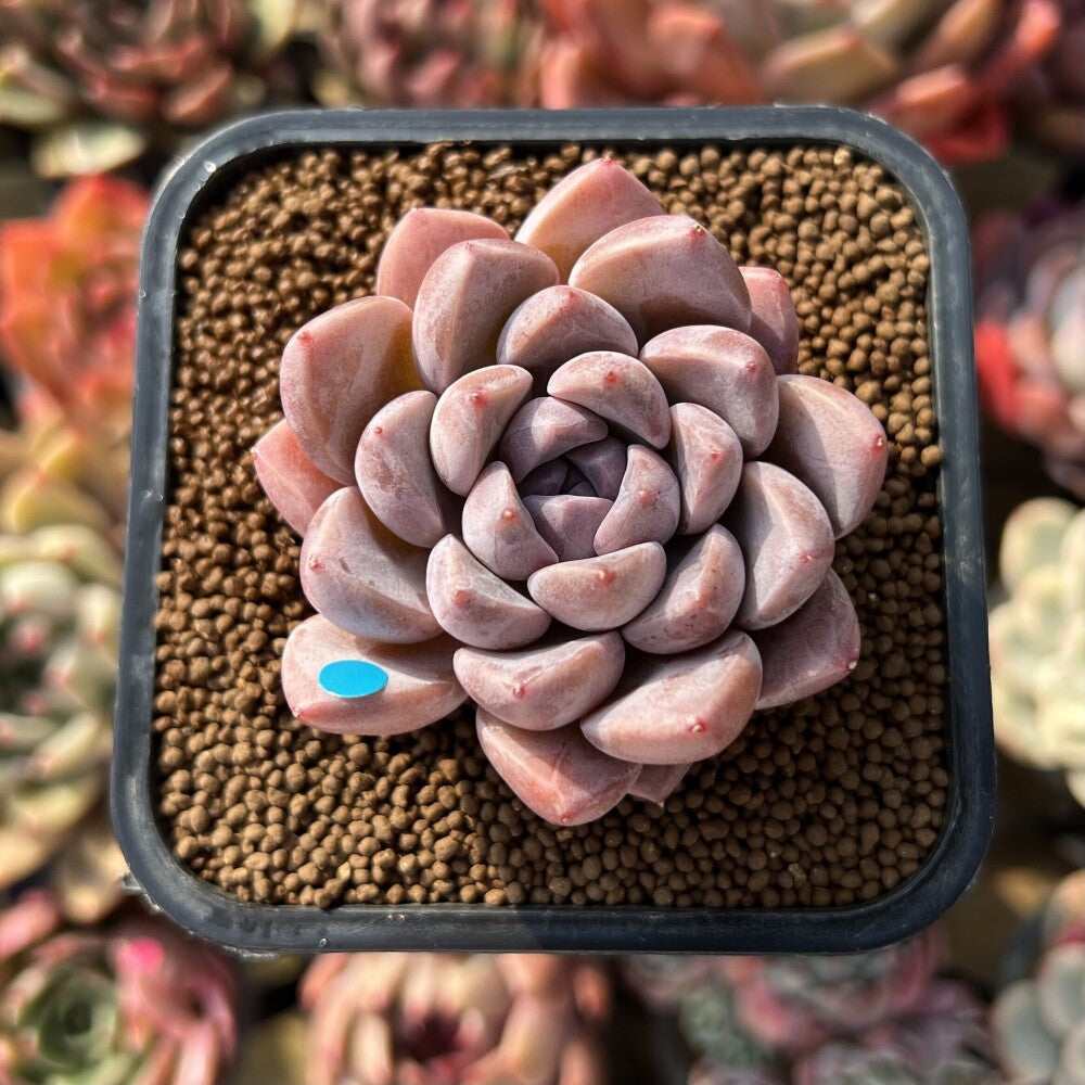Echeveria 'Loris' 2" Succulent Plant Cutting – True Succulents Plant Co.