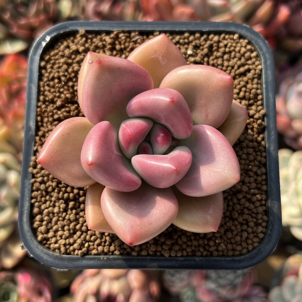 Graptoveria 'Ruby Donna' 2" Extra Wide Leaves Succulent Plant Cutting ...
