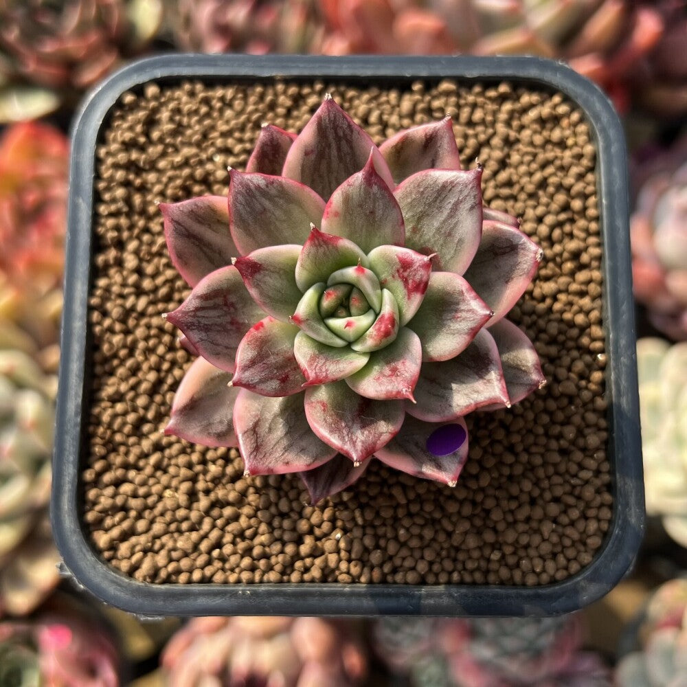 Echeveria 'Leopard' Silver Variegated 2" Succulent Plant – True ...