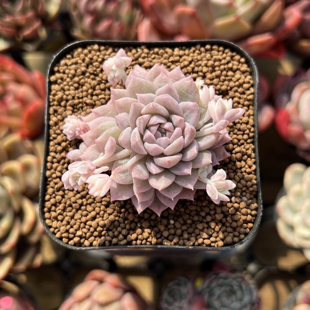 Echeveria 'Prolifica' Variegated 1"-2" Succulent Plant Cutting – True ...