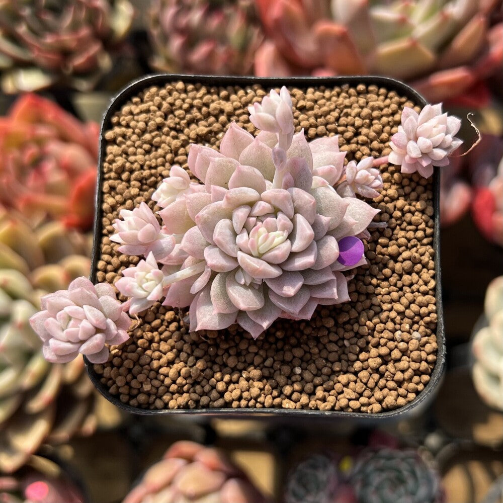 Echeveria 'Prolifica' Variegated 1"-2" Succulent Plant Cutting – True ...