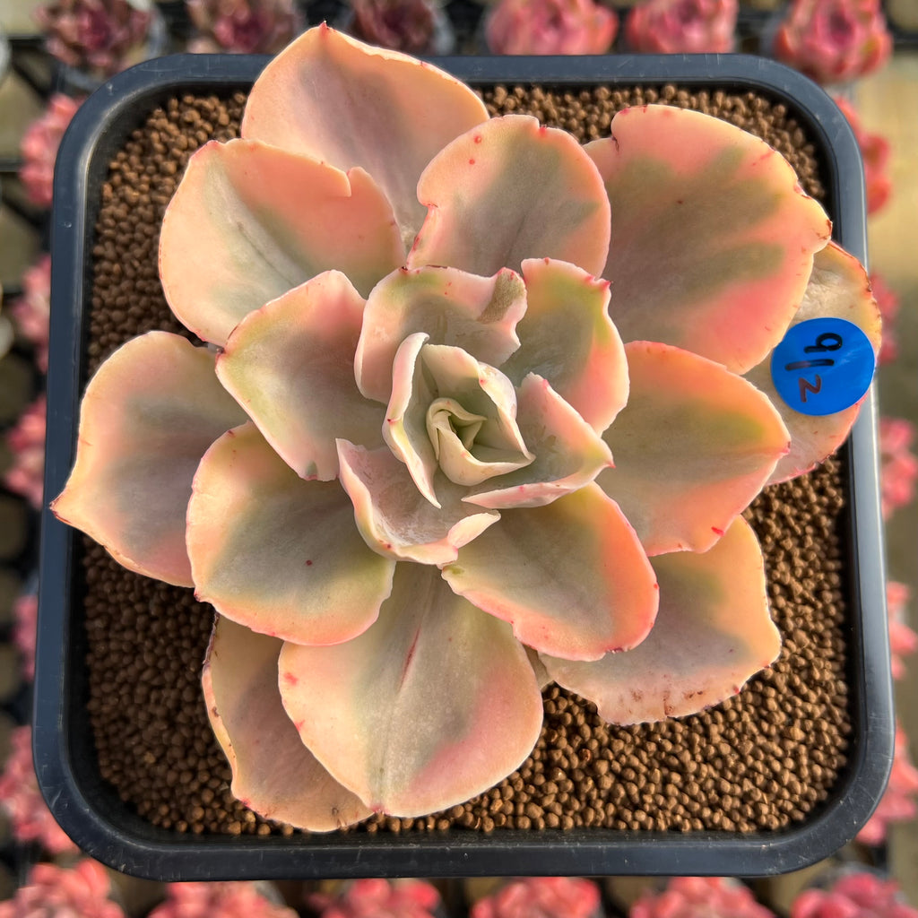 Echeveria 'Pink Angel' Variegated 4" Succulent Plant Cutting – True ...