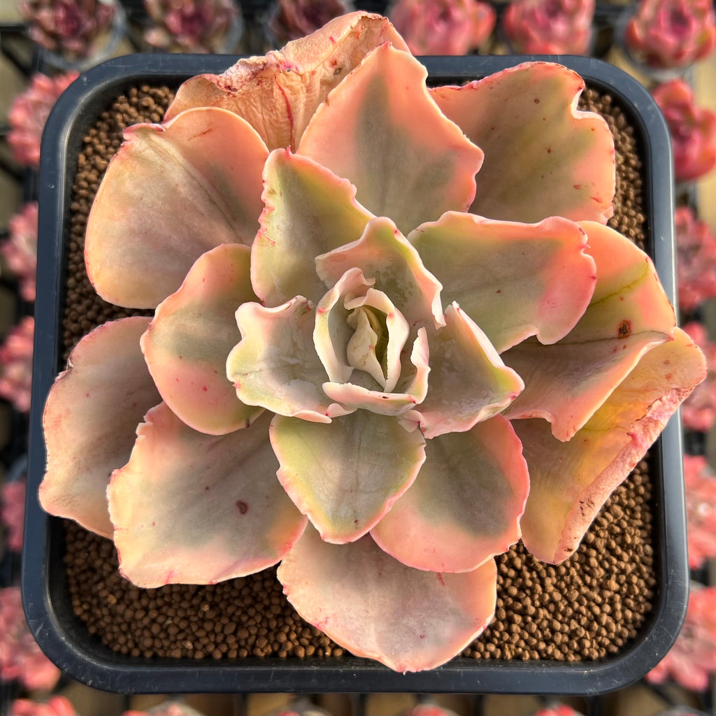 Echeveria 'Pink Angel' Variegated 4" Succulent Plant Cutting – True ...