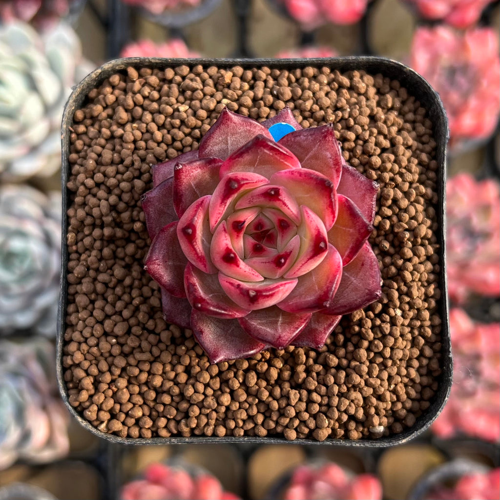 Echeveria Hybrid sp. 1"-2" Seed-Grown Unique Individual Succulent Plan ...