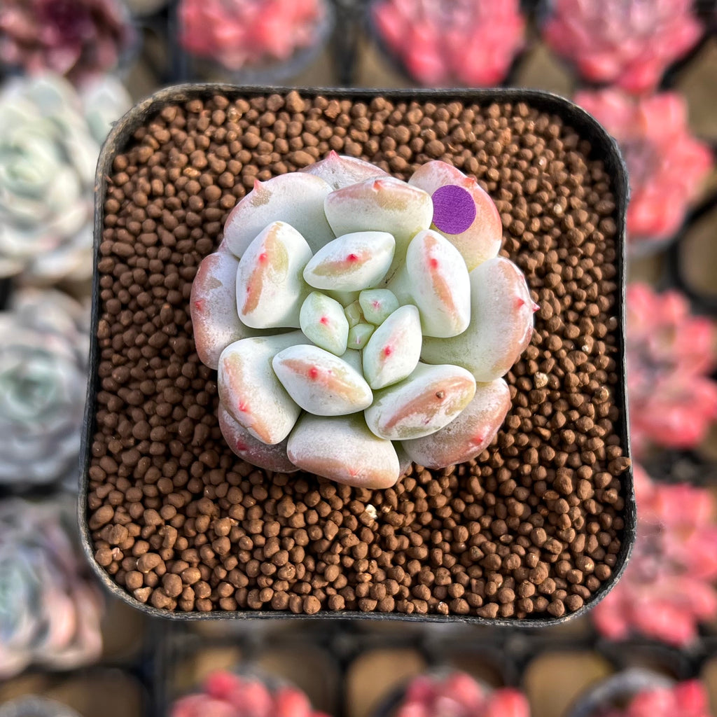 Echeveria Hybrid sp. 1"-2" Seed-Grown Unique Individual Succulent Plan ...