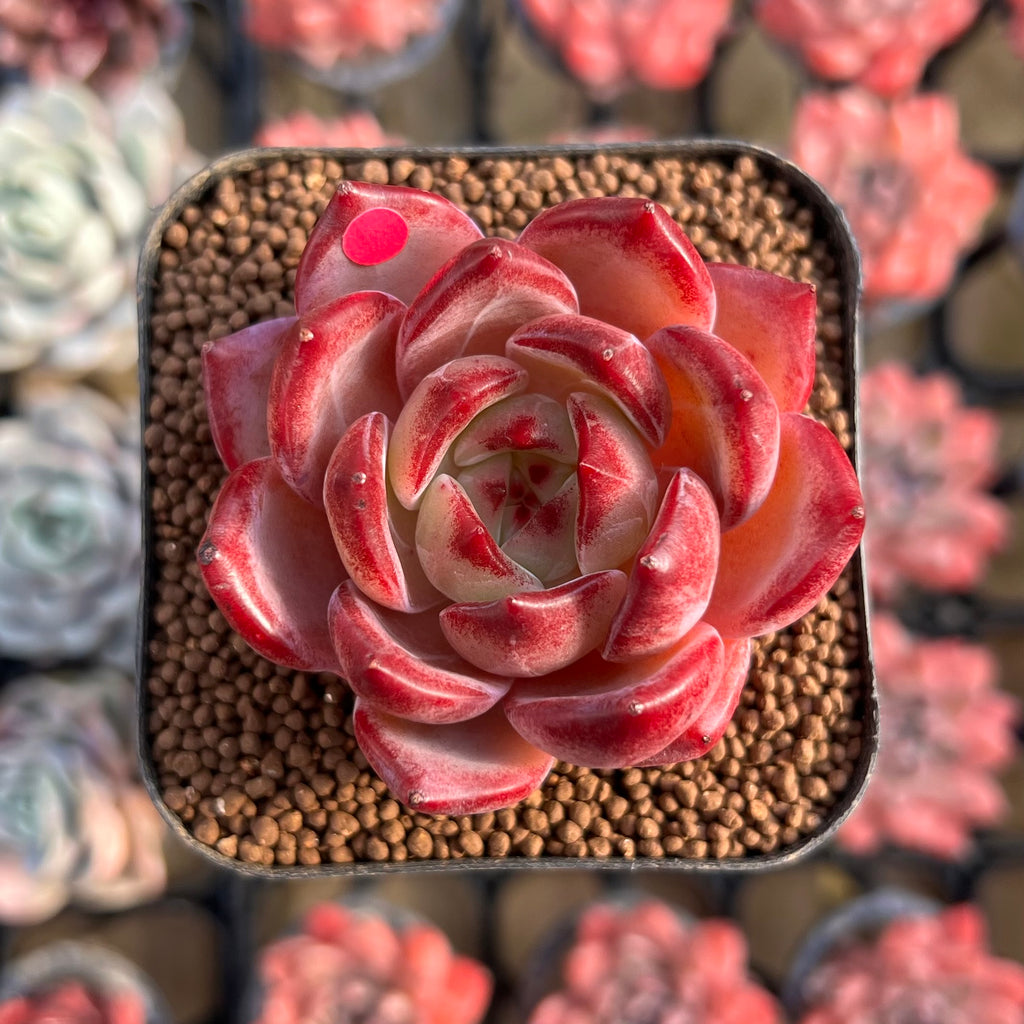 Echeveria 'Lovebird' 2" Seed-Grown Unique Individual Succulent Plant C ...