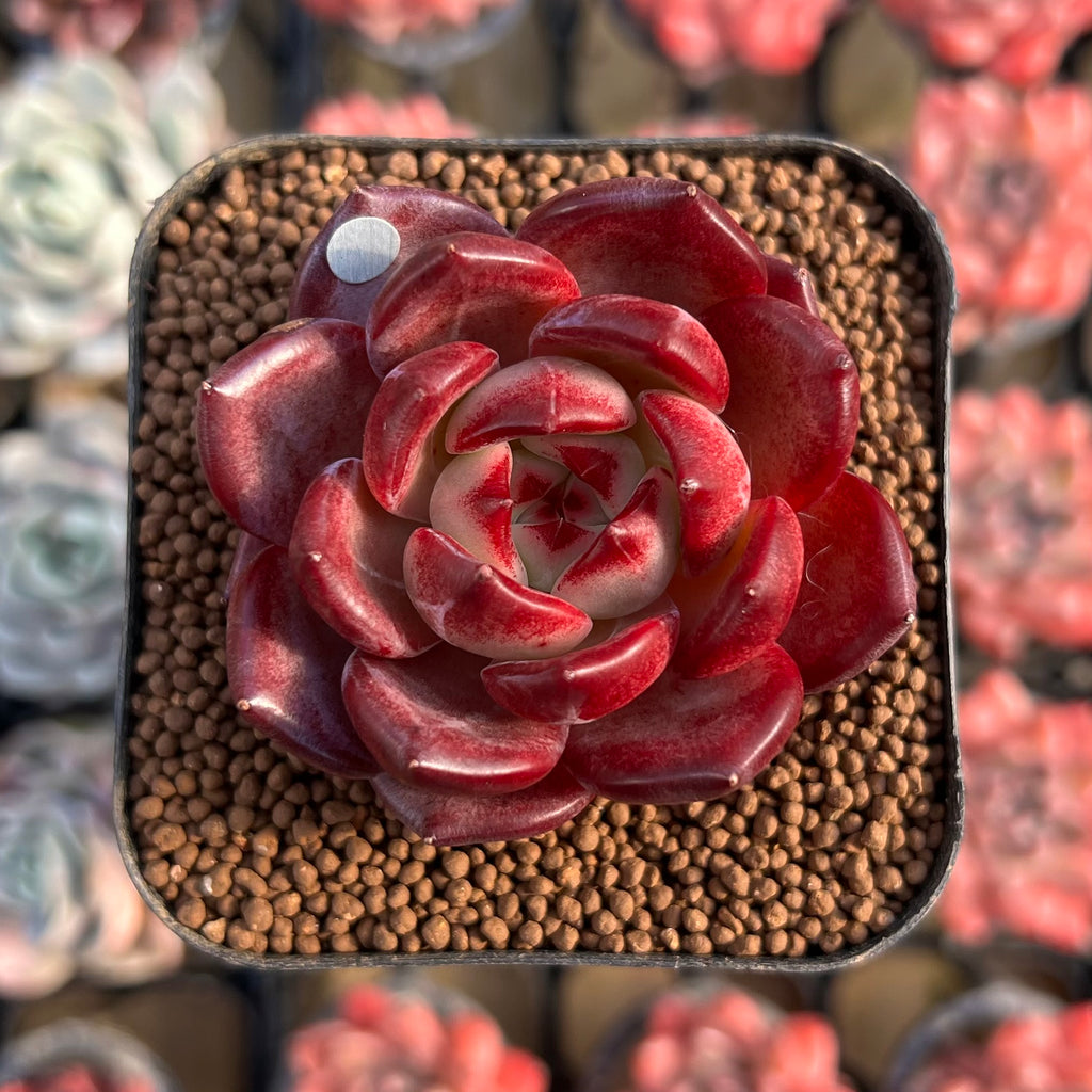 Echeveria 'Lovebird' 2" Seed-Grown Unique Individual Succulent Plant C ...