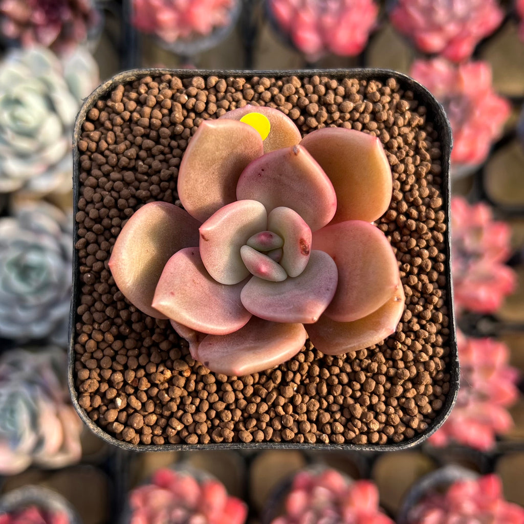 Echeveria 'Red Lips' (Xichuensis Hybrid) 1"-2" Succulent Plant Cutting ...