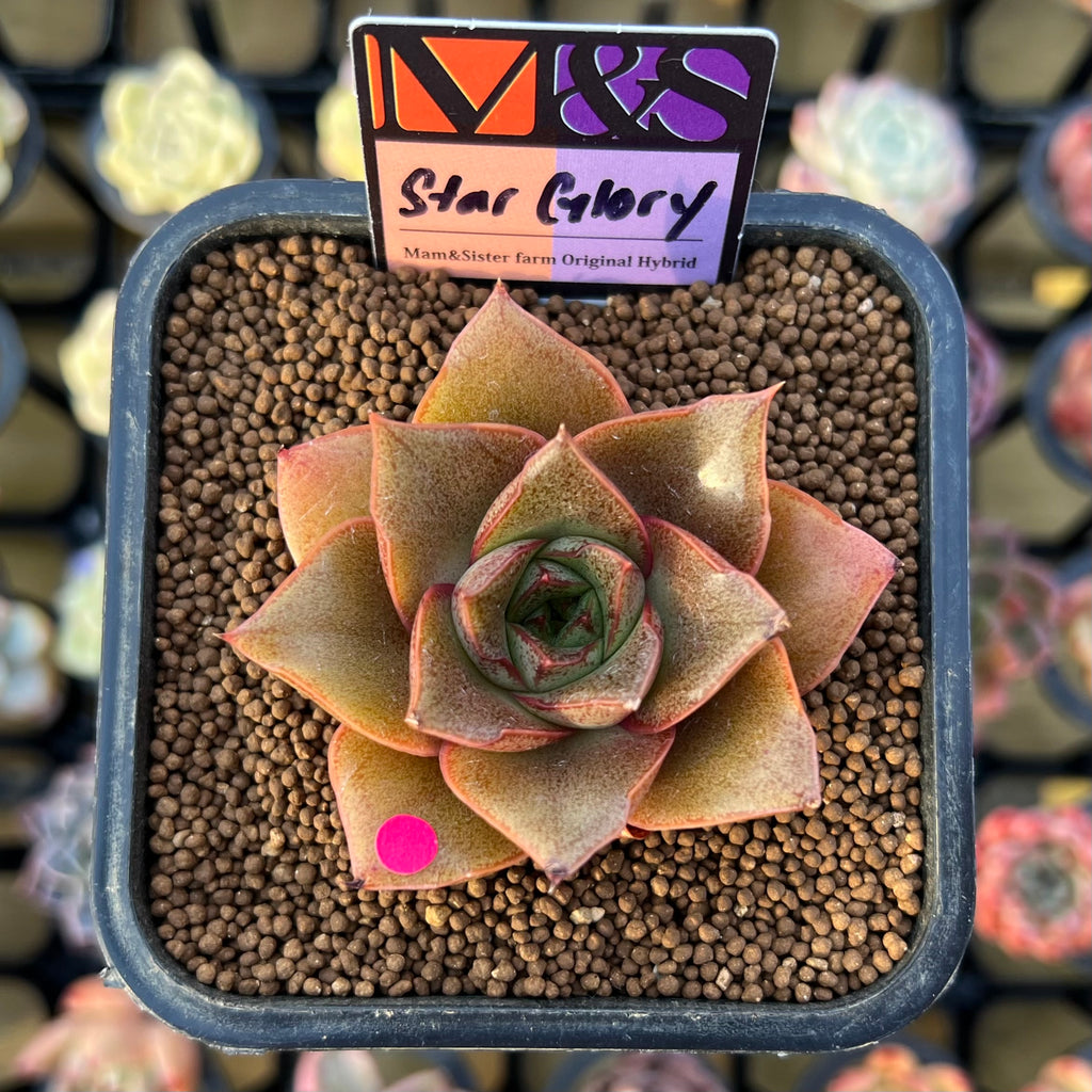 Echeveria 'Star Glory' ('Dionysos' x 'Cante' Hybrid) 2" Mam&Sister Far ...