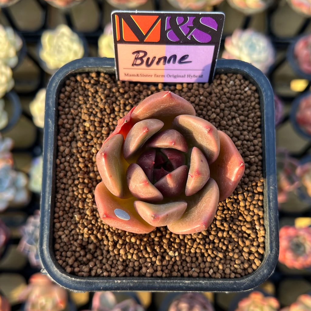 Echeveria 'Bunne' (Colorata Hybrid) 2" Mam&Sister Farm Original Japane ...
