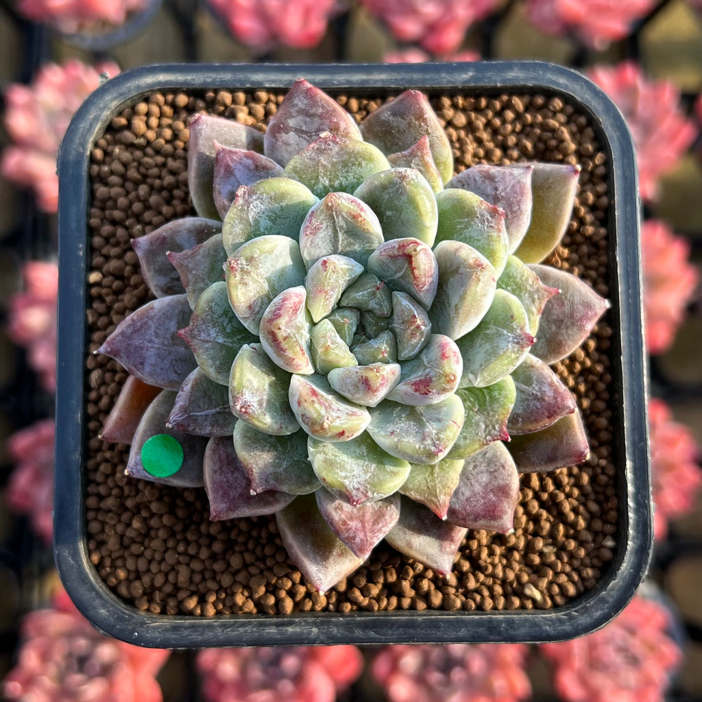 Echeveria 'Ruby Star' 2" New Hybrid Succulent Plant Cutting – True ...