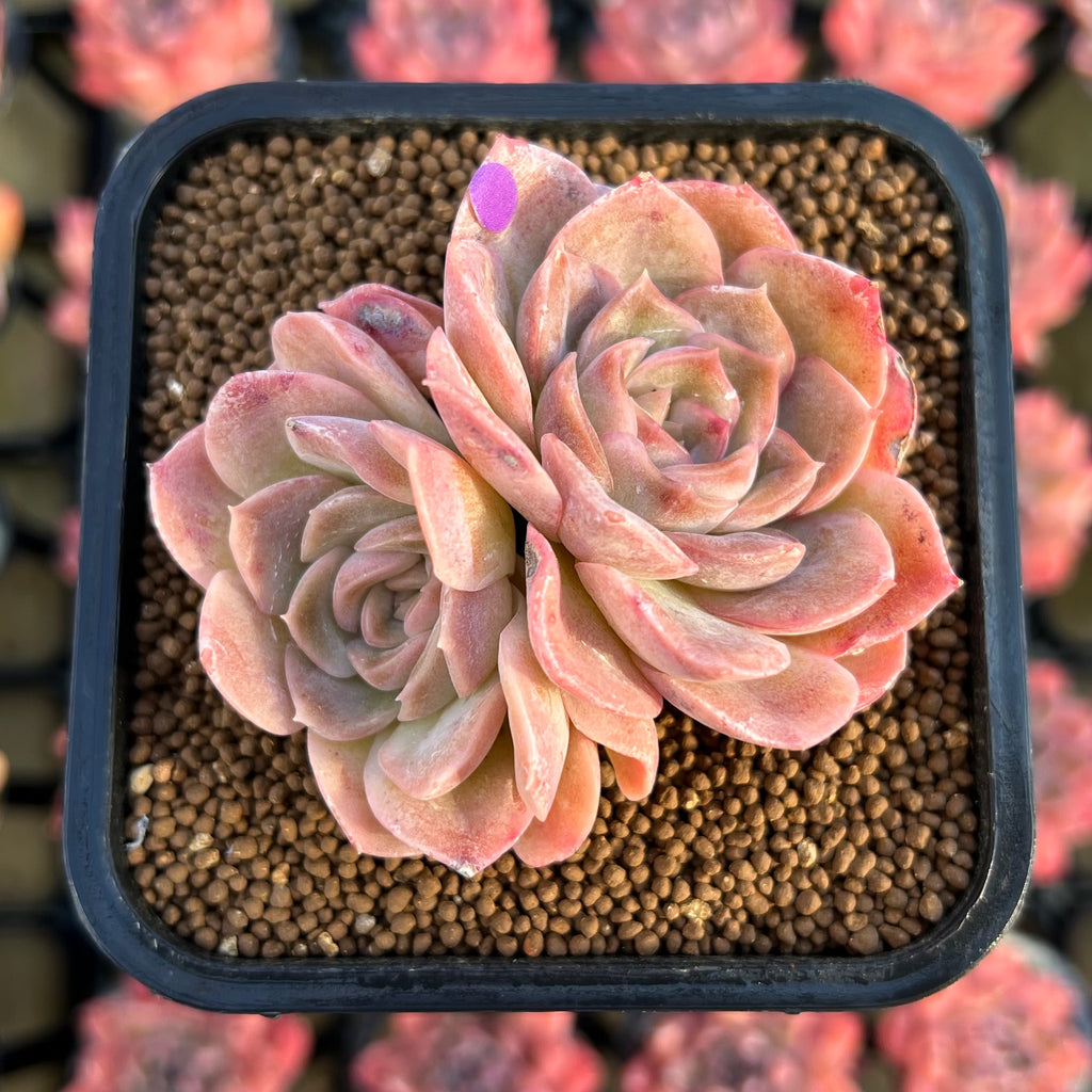 Echeveria Hybrid sp. 2" Air Magic Hybrid Succulent Plant Cutting – True ...