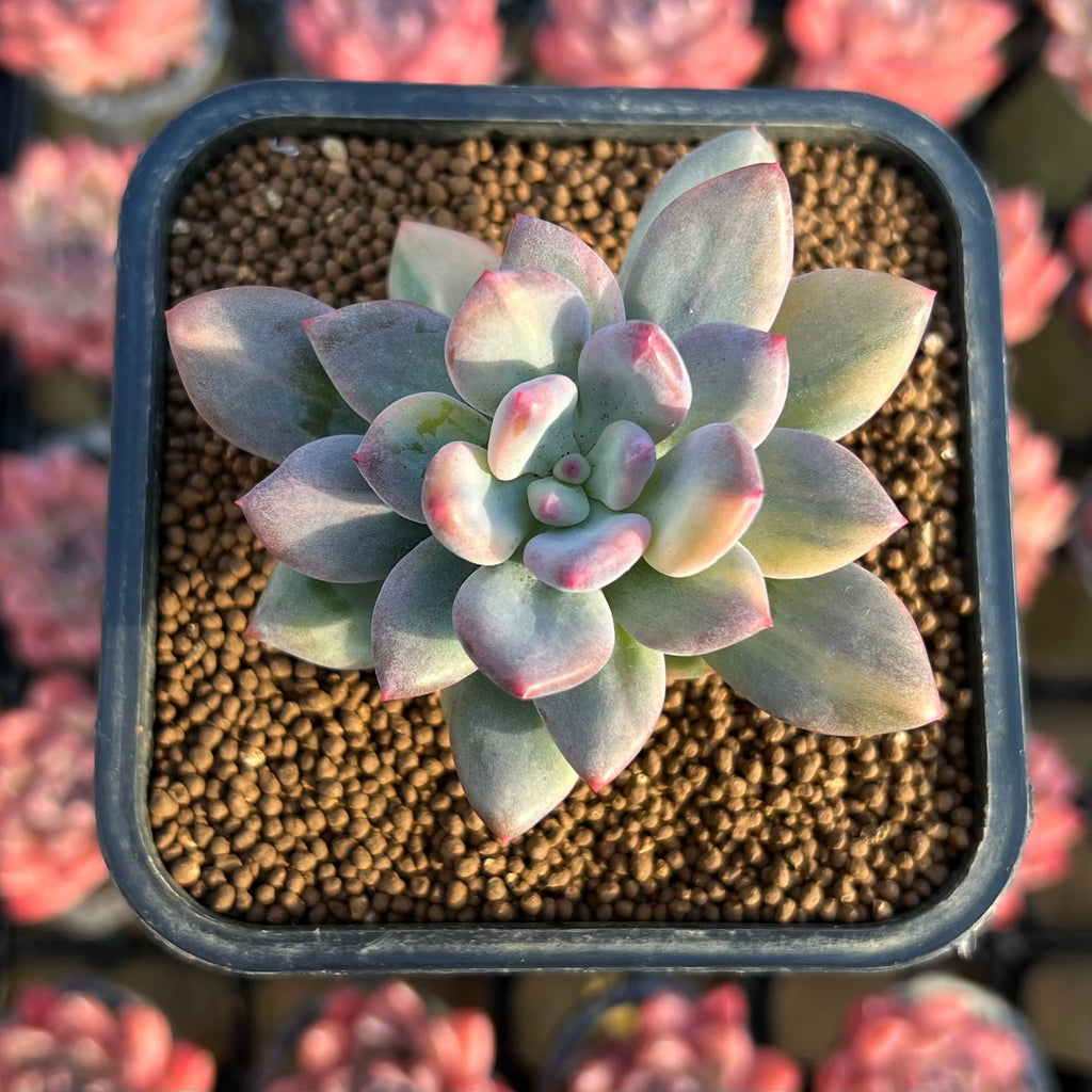 Pachyphytum 'Cute Finger' Variegated 2" Succulent Plant – True ...