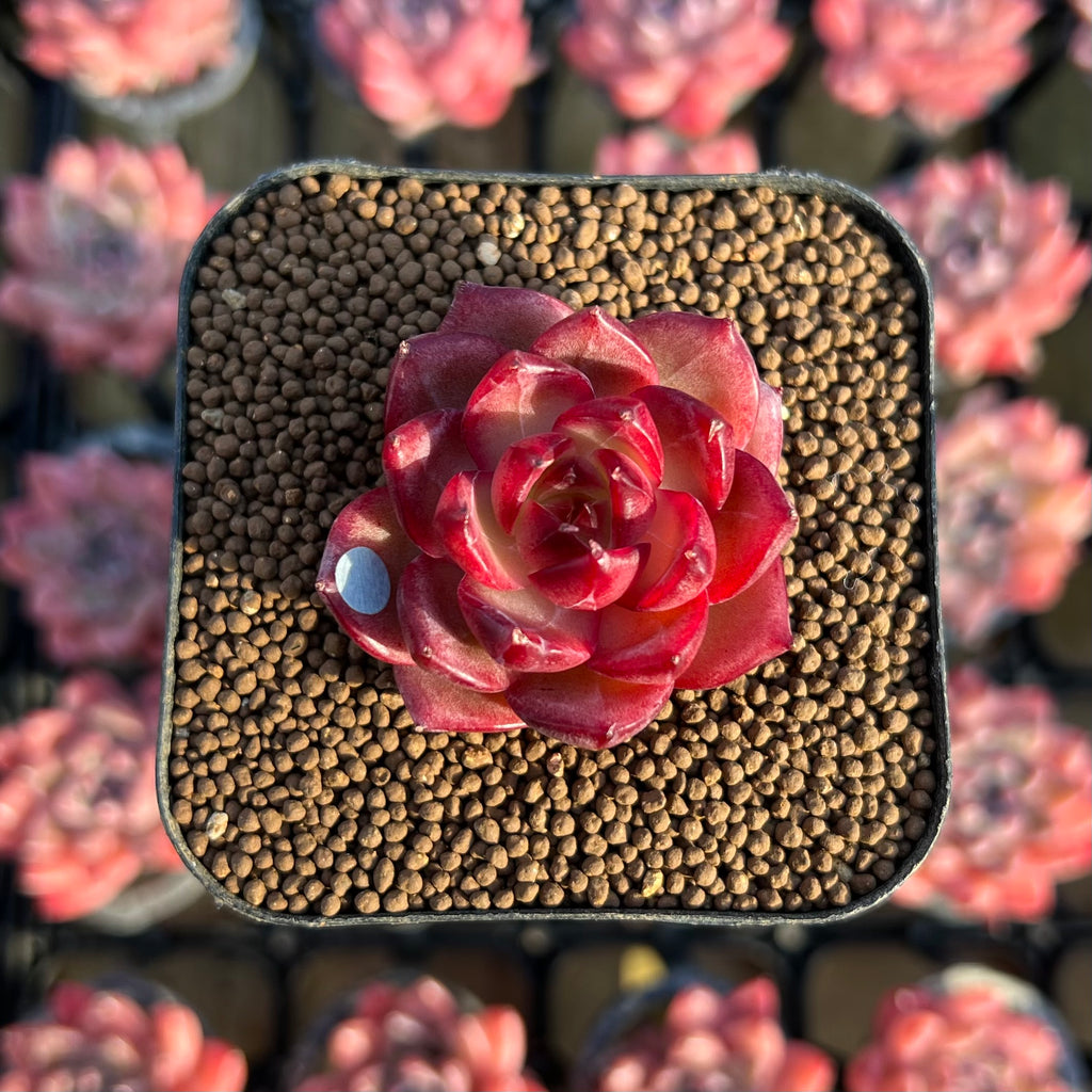 Echeveria Hybrid sp. 1"-2" Seed-Grown Unique Individual Succulent Plan ...