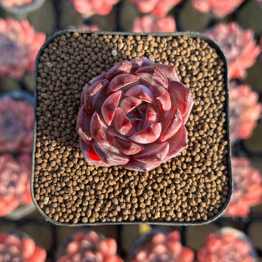Echeveria Hybrid sp. 1"-2" Seed-Grown Unique Individual Succulent Plan ...