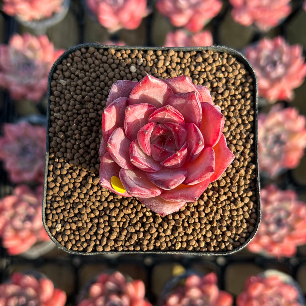 Echeveria Hybrid sp. 1"-2" Seed-Grown Unique Individual Succulent Plan ...