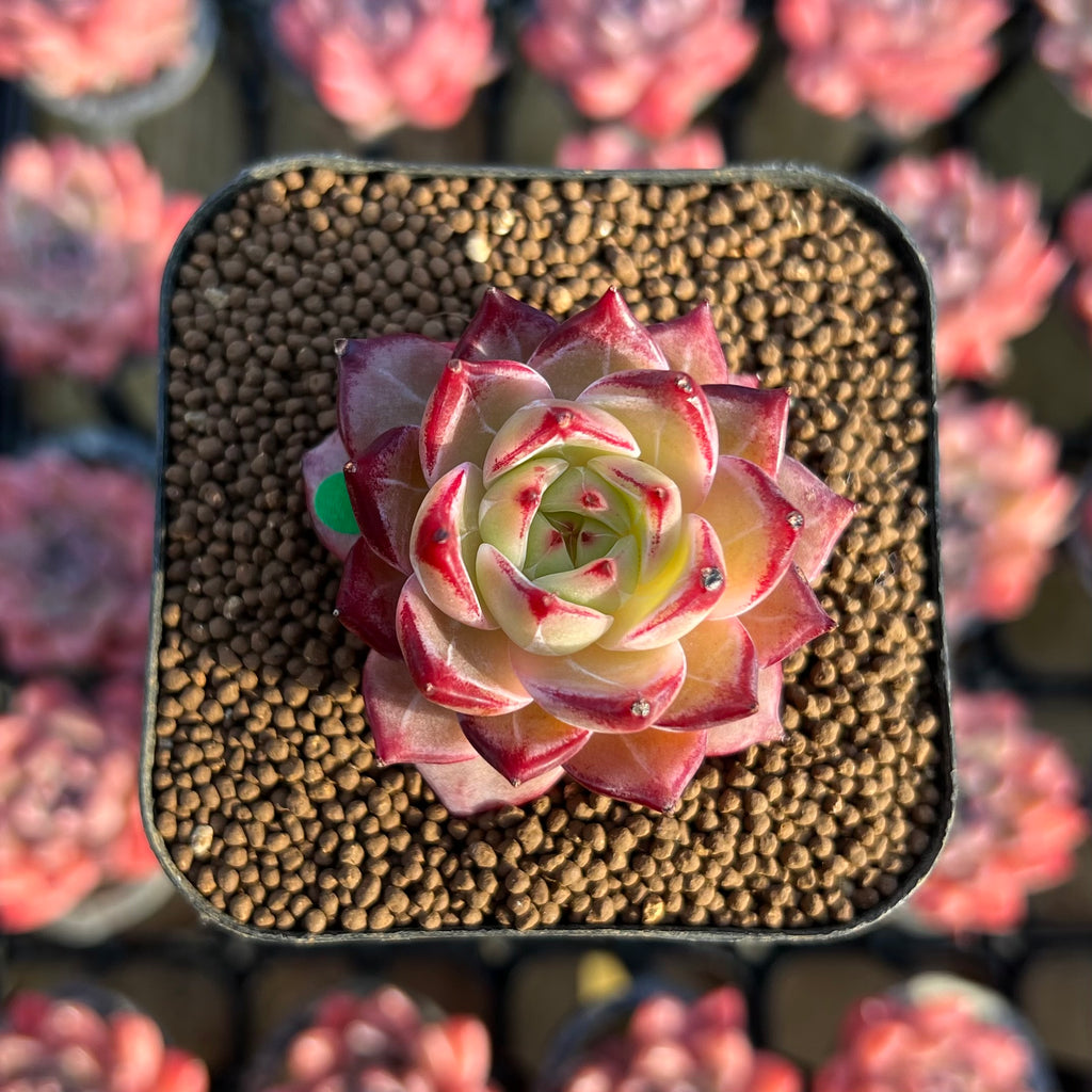 Echeveria Hybrid sp. 1"-2" Seed-Grown Unique Individual Succulent Plan ...