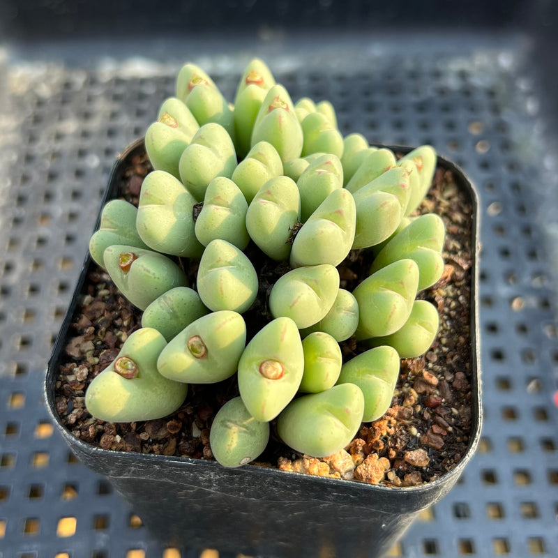 Conophytum 'Bilobum' Cluster 2" Succulent Plant – True Succulents Plant Co.
