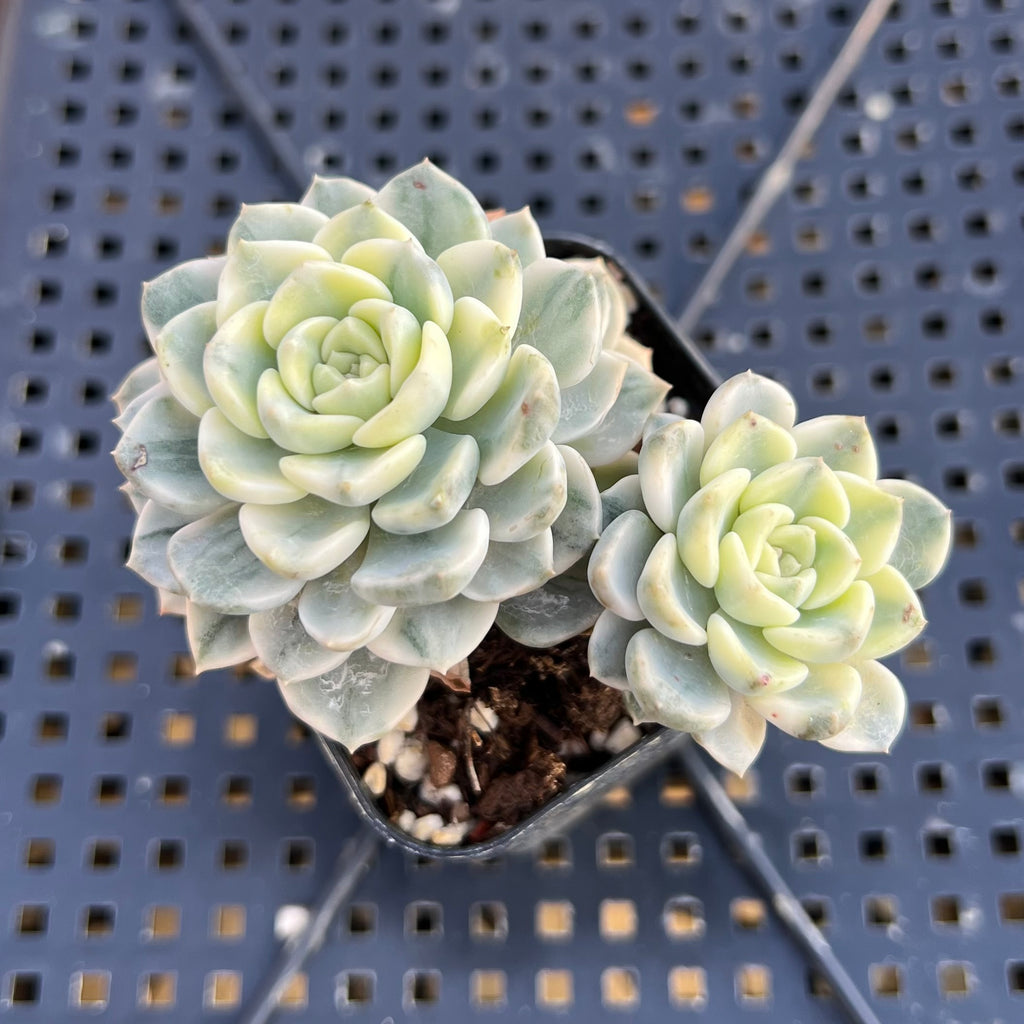 Echeveria 'Tinkerbell' Variegated 2" Succulent Plant – True Succulents ...