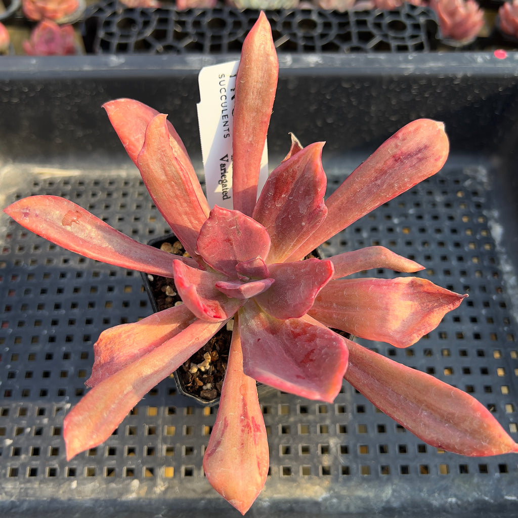 Echeveria 'Diamond State' Variegated 2"-3" Succulent Plant – True ...
