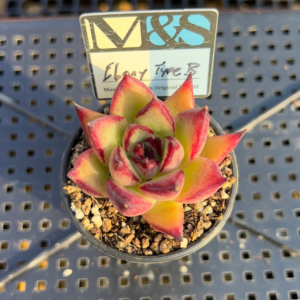Echeveria Agavoides 'Ebony' Type B 2" Mam&Sister Farm Original Japanes ...