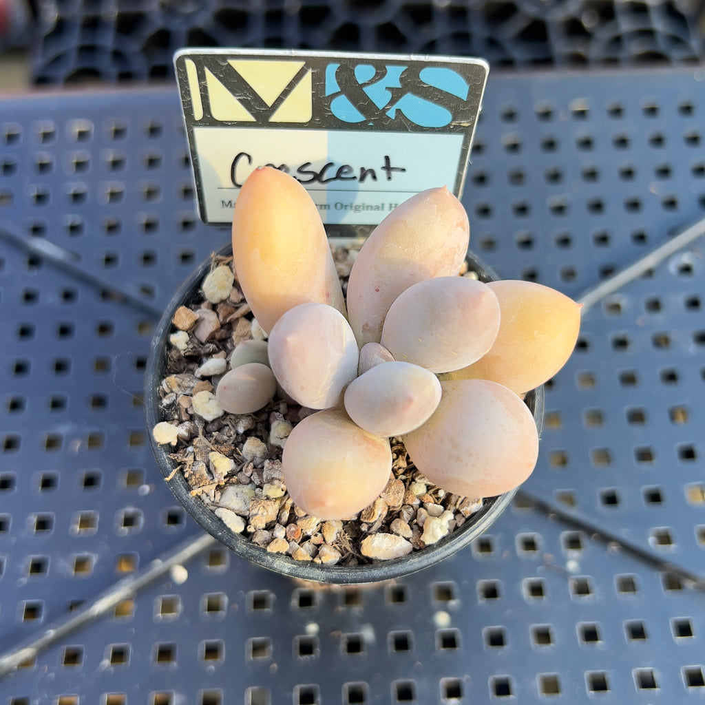 Pachyphytum 'Crescent' 1" Mam&Sister Farm Original Japanese Hybrid Suc ...