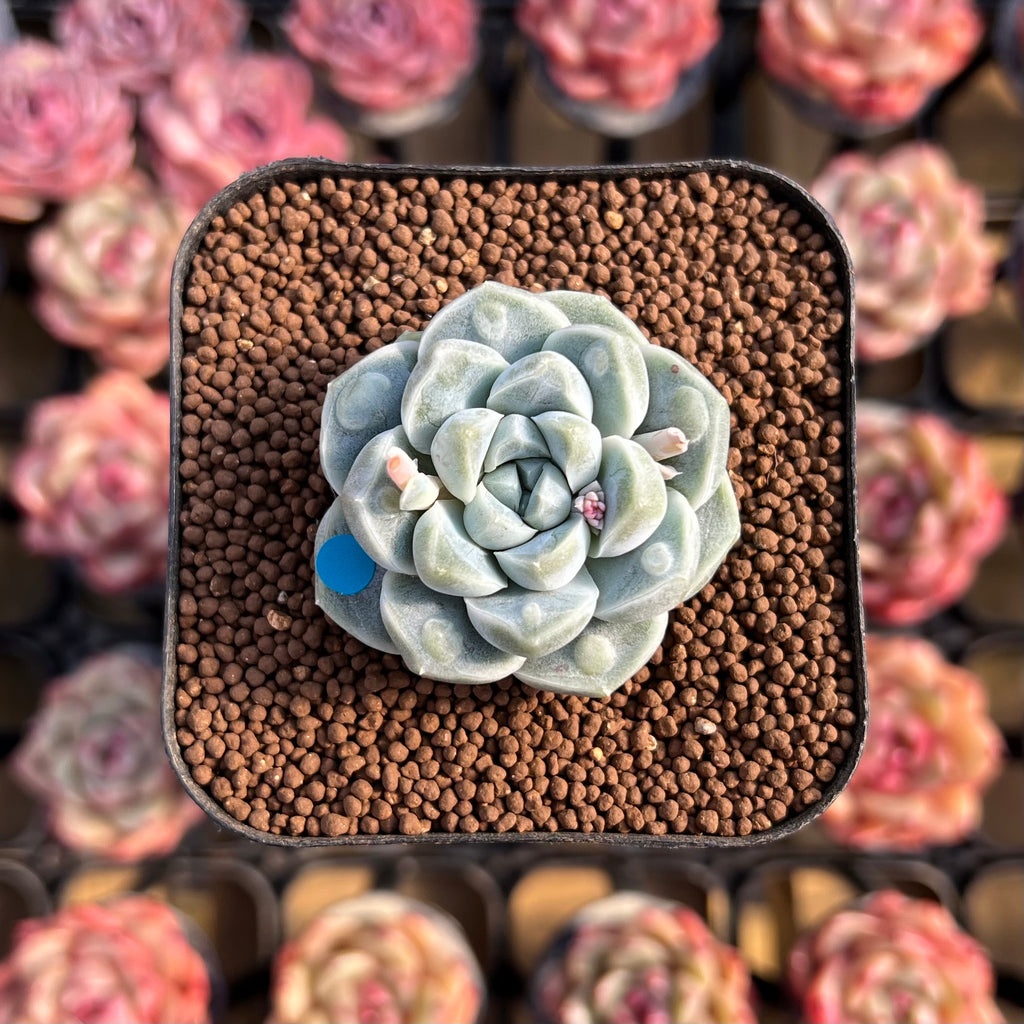 Echeveria 'Albi Drop' 1" Succulent Plant Cutting – True Succulents ...