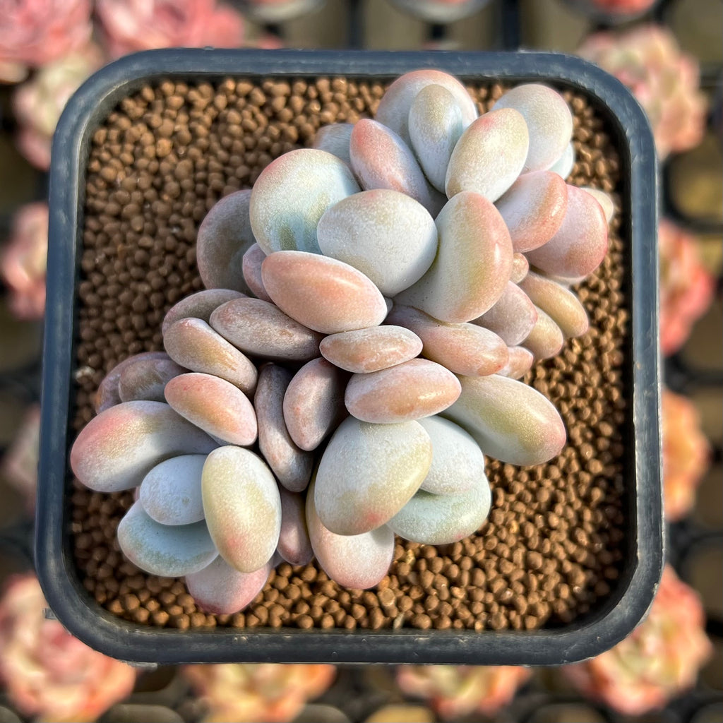Graptoveria 'Lalla' 2" Cluster Succulent Plant Cutting – True ...