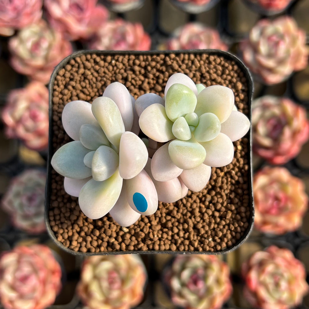 Echeveria 'Ellen' Variegated 2" Succulent Plant Cutting – True ...