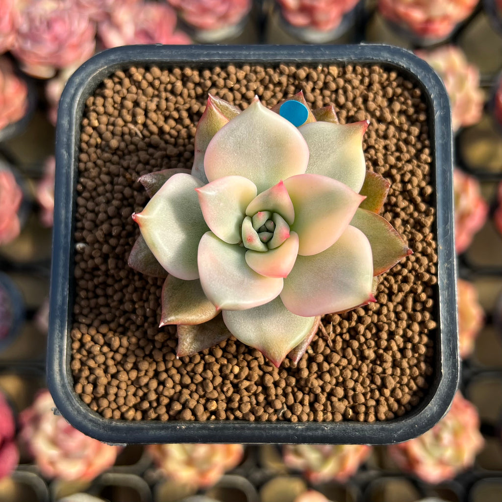 Echeveria 'Chimera' Variegated 1" Succulent Plant Cutting – True ...