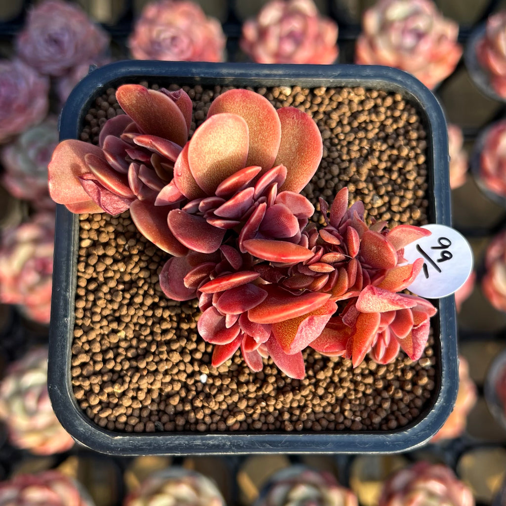 Echeveria 'Fire Ball' Crested 2" Succulent Plant Cutting – True ...
