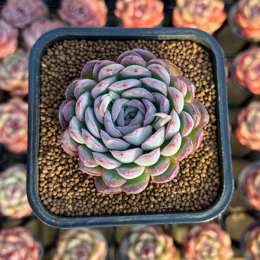 Echeveria 'Lotus Perfume' 2" New Hybrid Succulent Plant Cutting – True ...