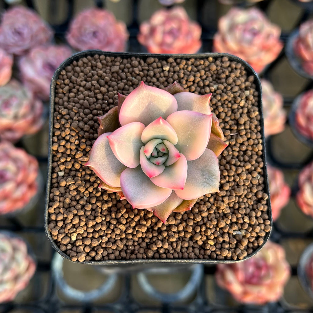 Echeveria 'Chimera' Variegated 1" Succulent Plant Cutting – True ...