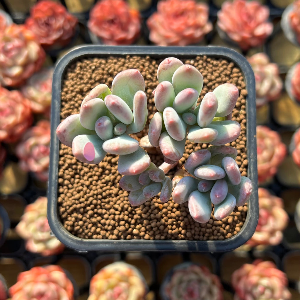 Pachyphytum 'Albin' 2" Air Magic Hybrid Succulent Plant Cutting – True ...