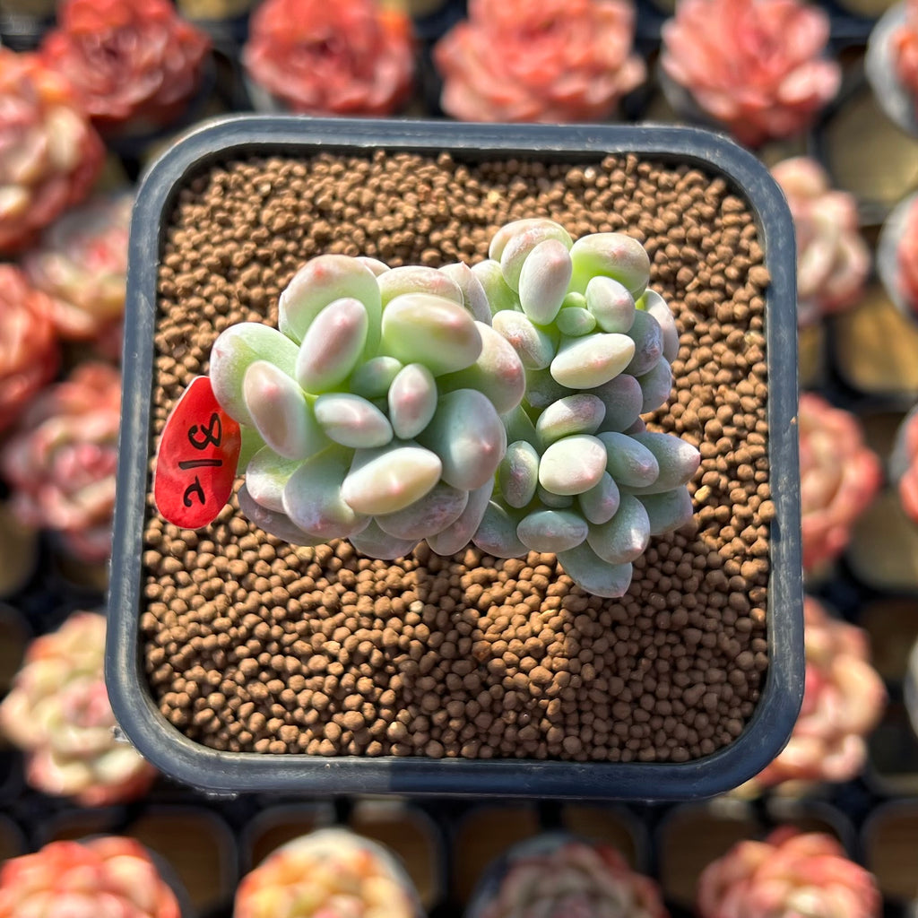 Pachyphytum 'Albin' 2" Air Magic Hybrid Succulent Plant Cutting – True ...