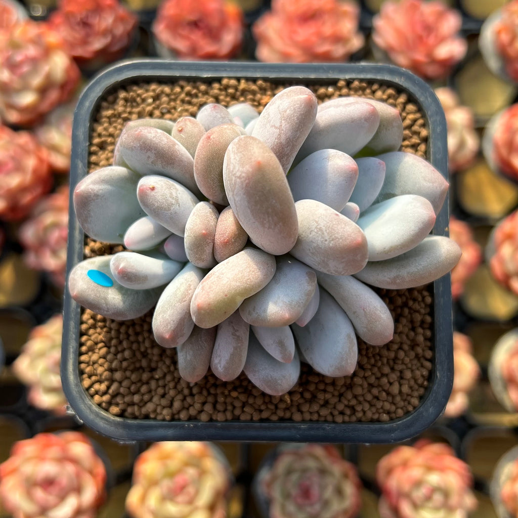 Pachyphytum 'Frevel' 2" Succulent Plant Cutting – True Succulents Plant Co.