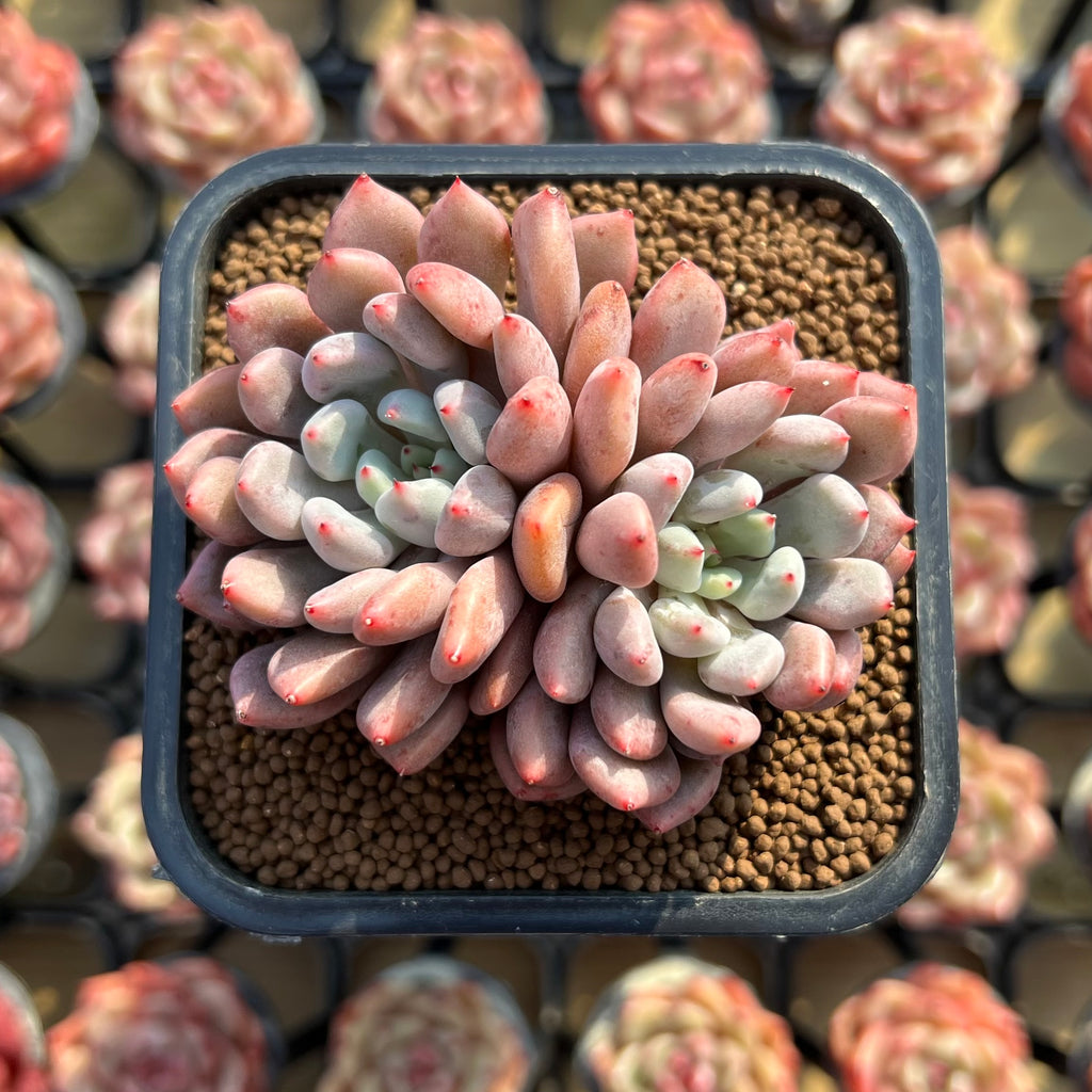 Echeveria 'Orange Sherbert' 2" Succulent Plant Cutting – True ...