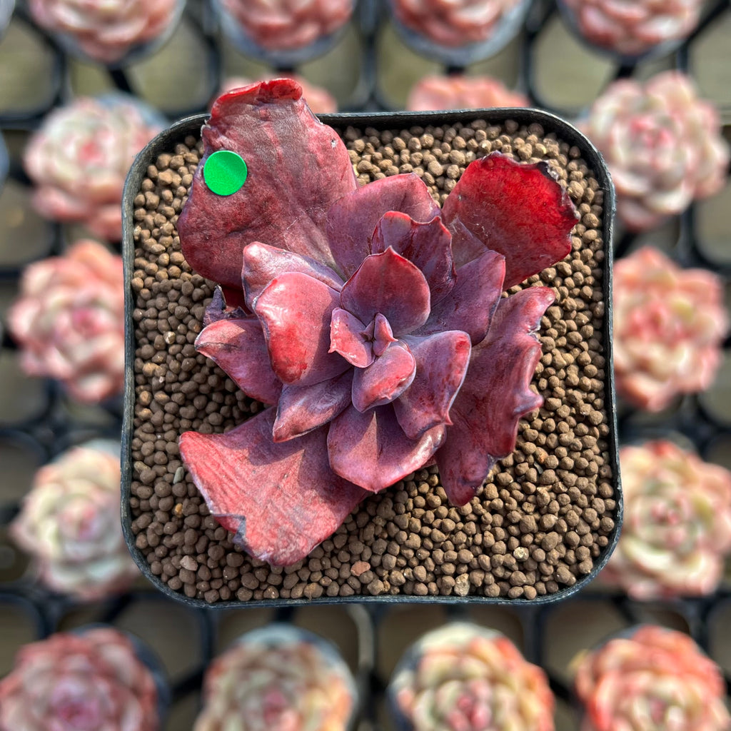 Echeveria 'Diamond State' Variegated 2" Succulent Plant Cutting – True ...