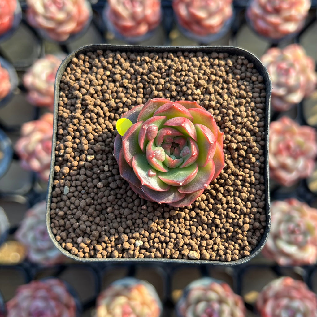 Echeveria 'Lotus Lantern' Carunculated 1" Succulent Plant Cutting ...