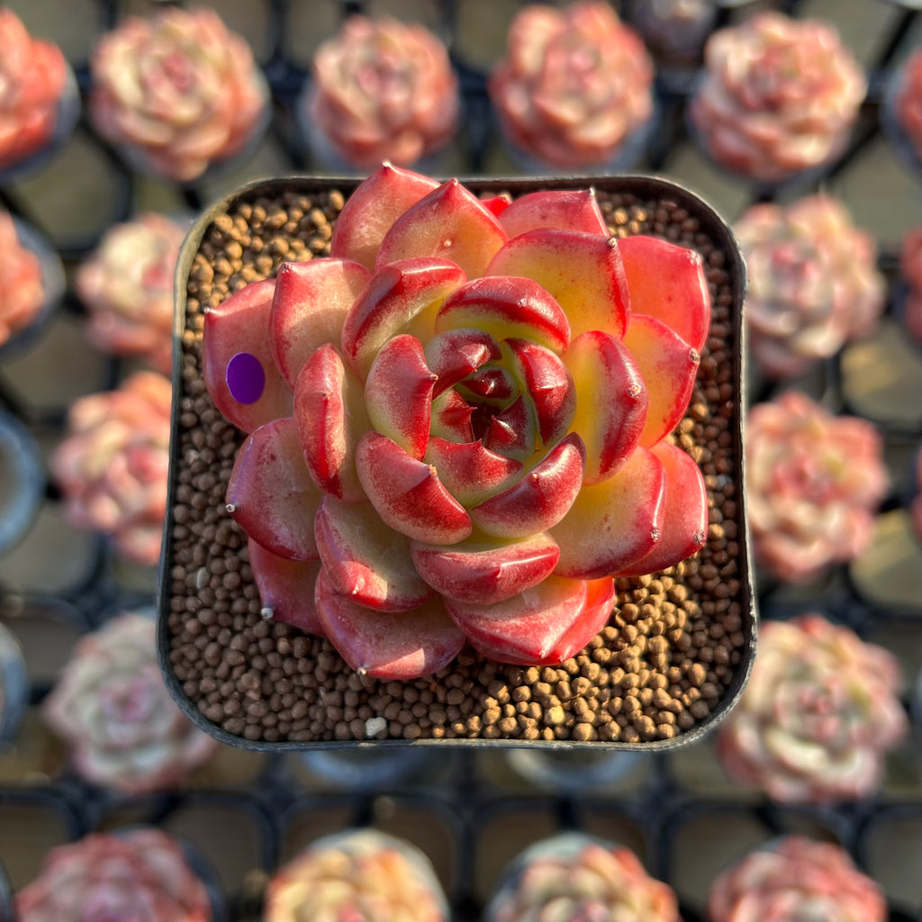 Echeveria 'Lovebird' 2" Seed-Grown Unique Individual Succulent Plant C ...