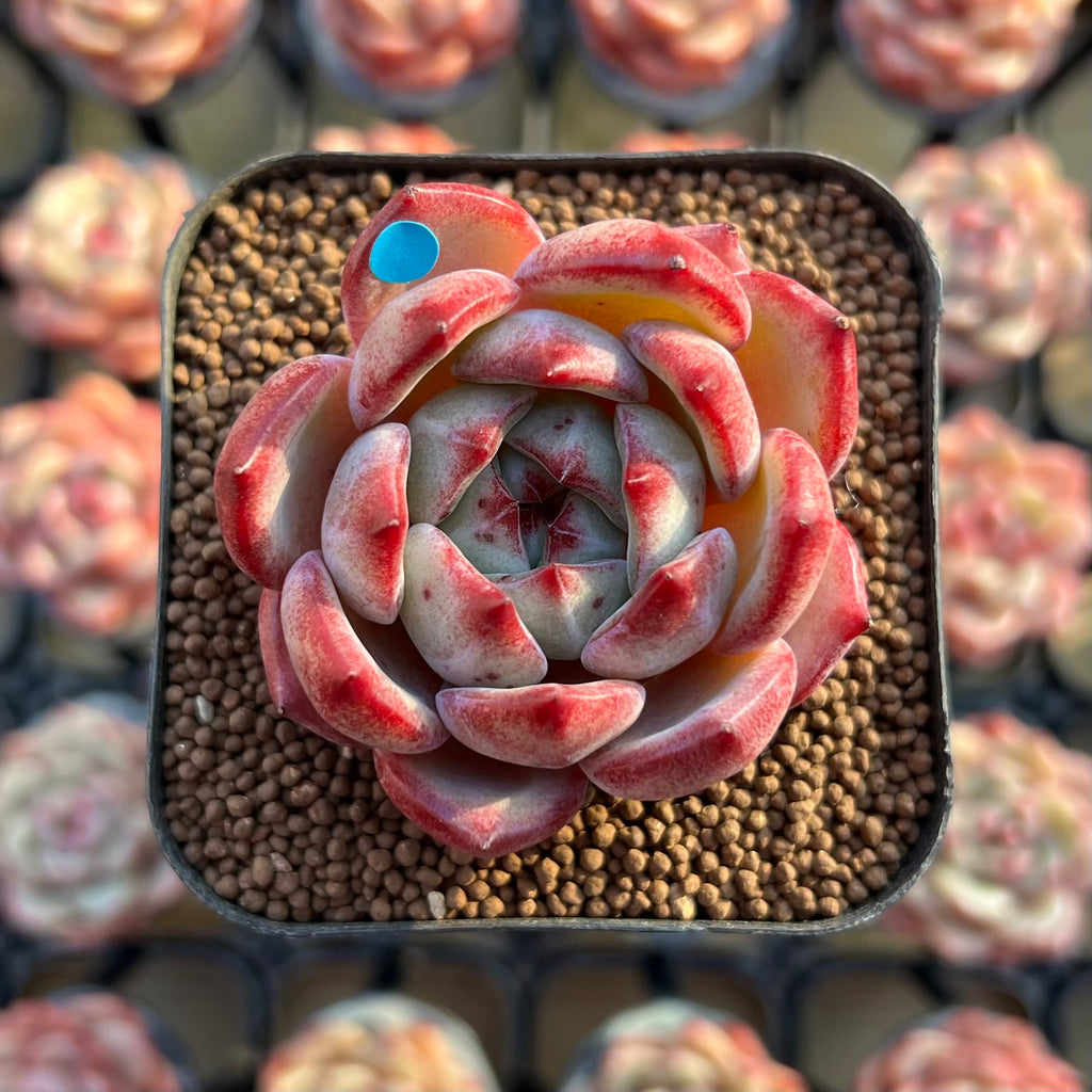 Echeveria 'Lovebird' 2" Seed-Grown Unique Individual Succulent Plant C ...